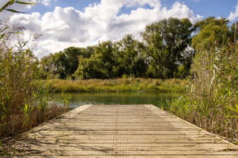 North Bank - Embryo Angling