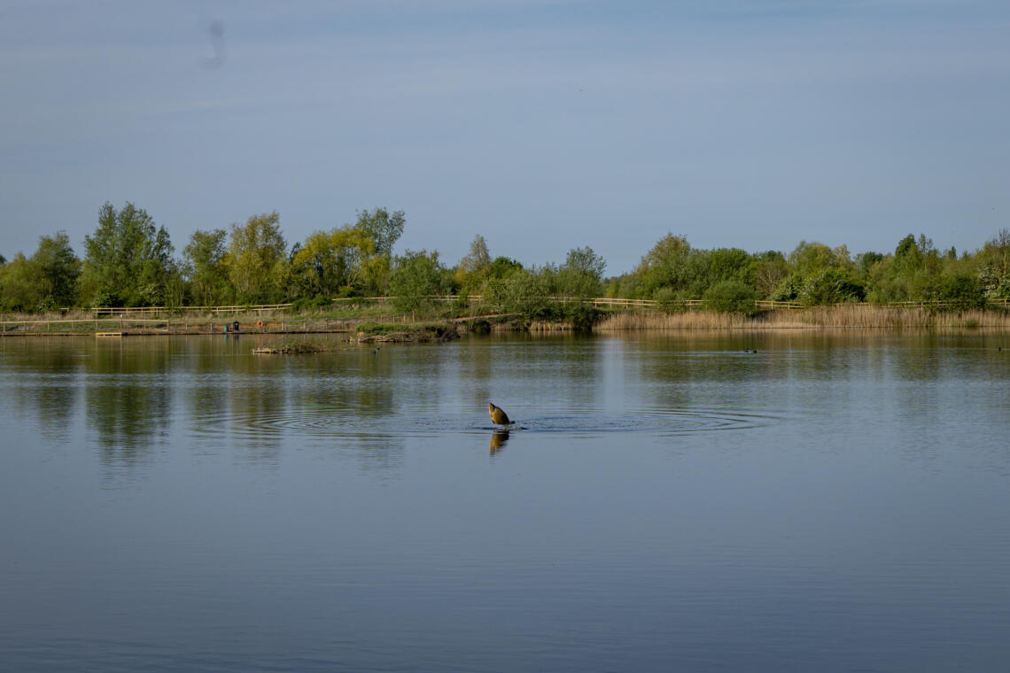 Baston Shallow Pit - Embryo Angling